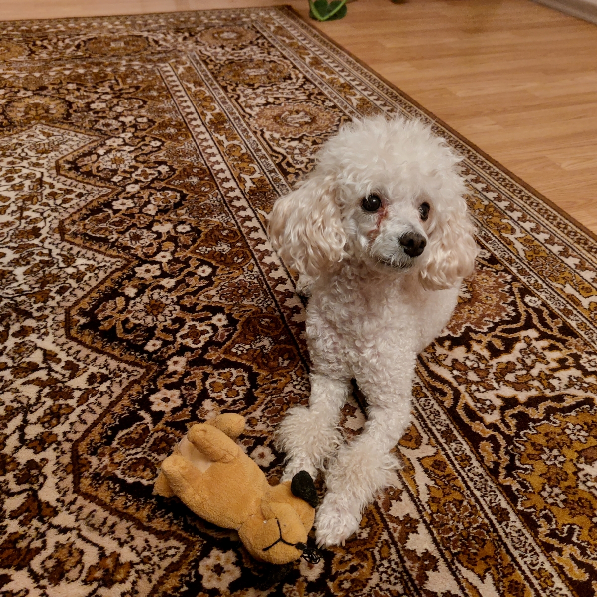 Samsung Galaxy A52 photos - Xameras - Library of Camera Samples